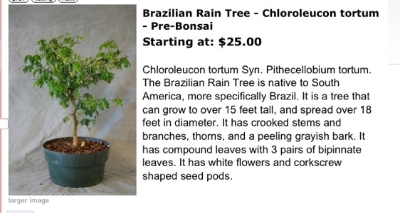 Air layering a Brazilian Raintree – Adam's Art and Bonsai Blog