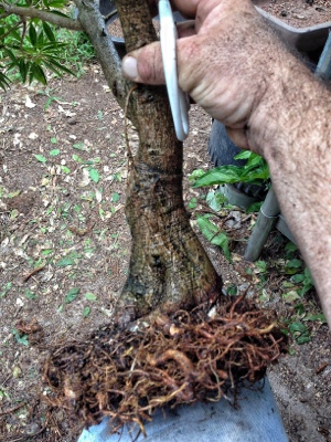 Processing a stock plant – Adam's Art and Bonsai Blog