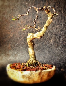 Quick tip – Adam's Art and Bonsai Blog