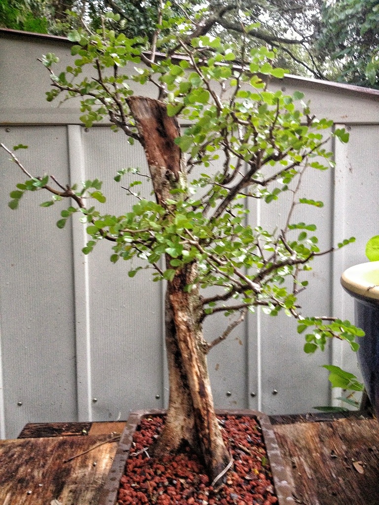 Two Bonsai demos – Adam's Art and Bonsai Blog