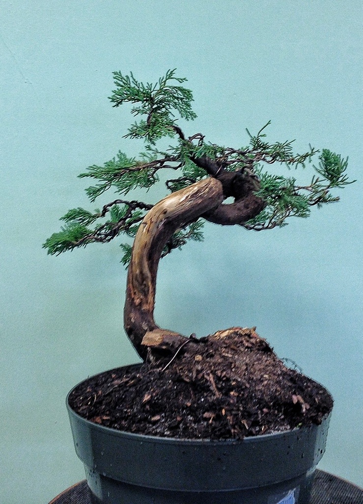 Two Bonsai demos – Adam's Art and Bonsai Blog