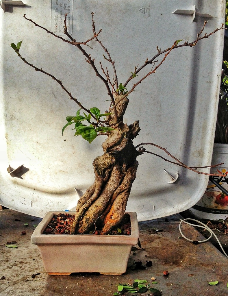 A tale of three bonsai trees – Adam's Art and Bonsai Blog