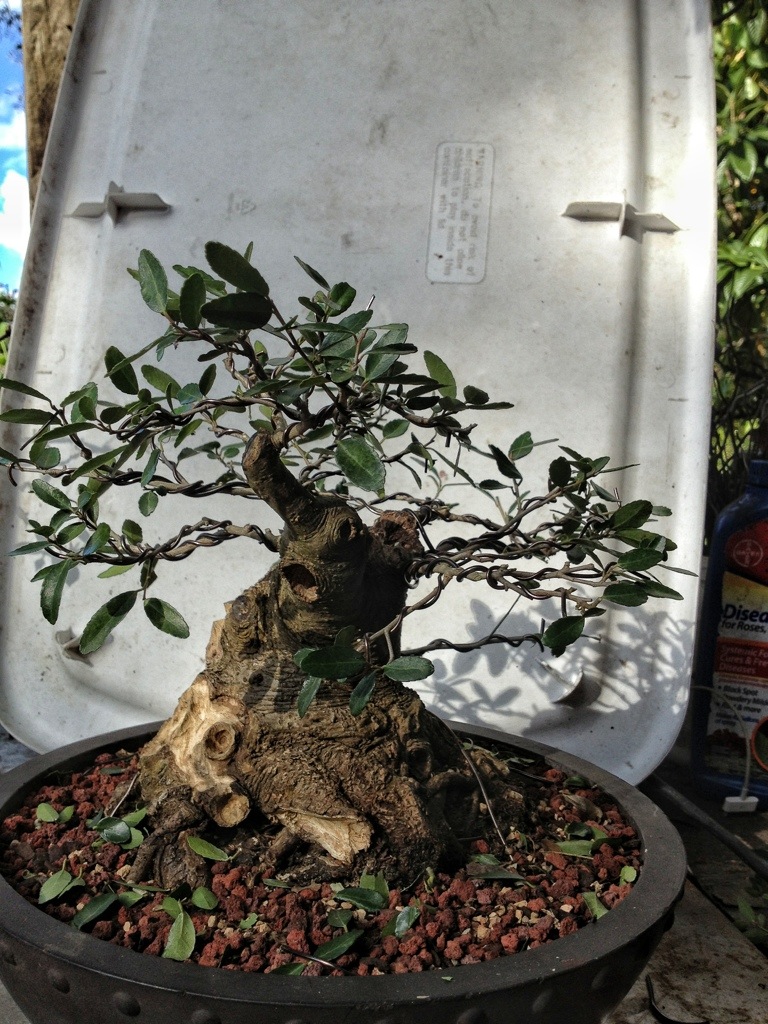 A tale of three bonsai trees – Adam's Art and Bonsai Blog