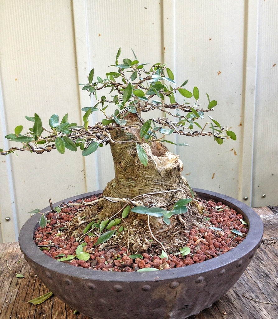 A tale of three bonsai trees – Adam's Art and Bonsai Blog