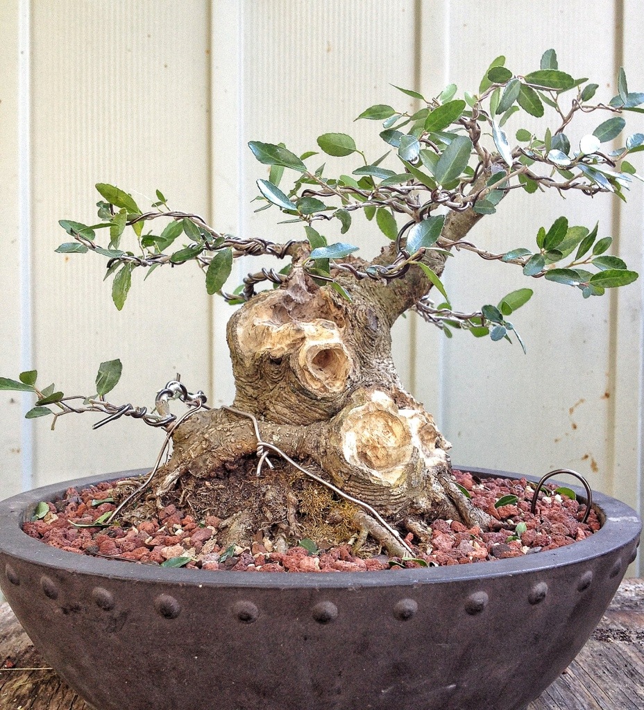 A tale of three bonsai trees – Adam's Art and Bonsai Blog