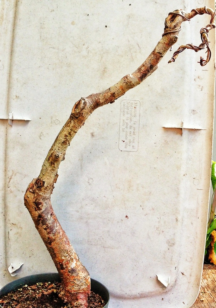 A tale of three bonsai trees – Adam's Art and Bonsai Blog