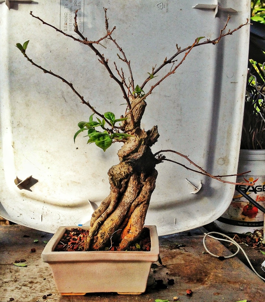 A tale of three bonsai trees – Adam's Art and Bonsai Blog
