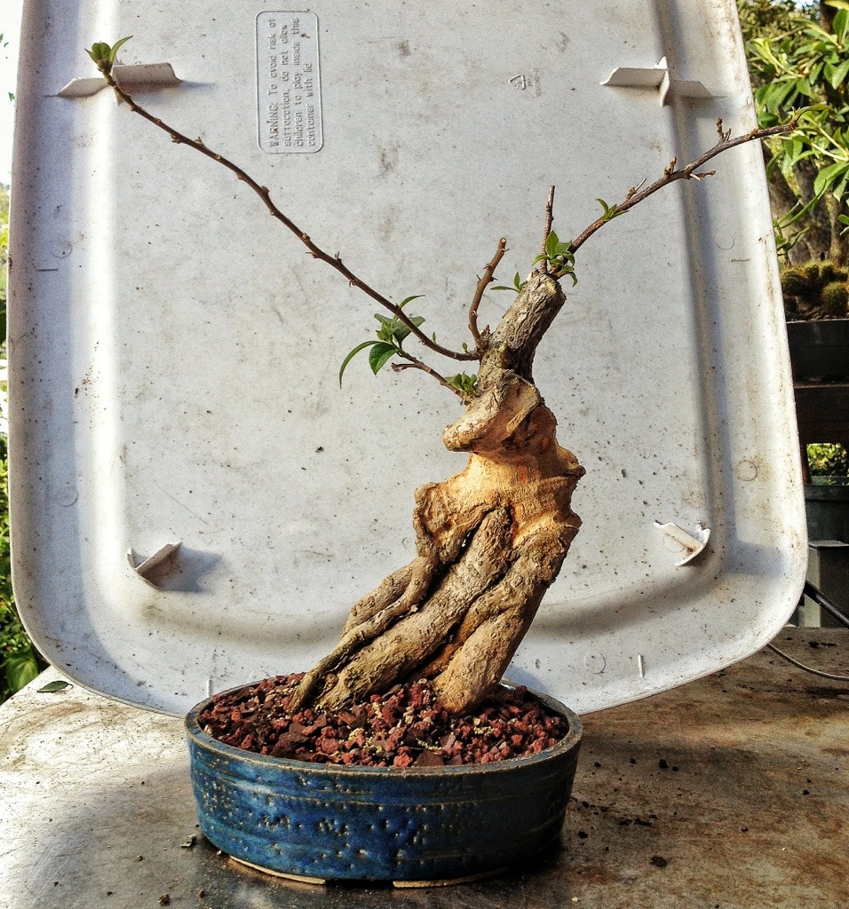 A tale of three bonsai trees – Adam's Art and Bonsai Blog