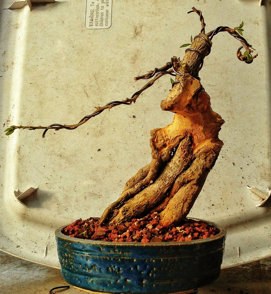 A tale of three bonsai trees – Adam's Art and Bonsai Blog