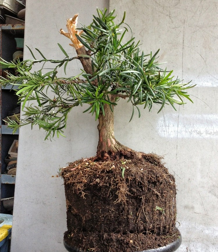 Walt’s Podocarpus Bonsai – Adam's Art and Bonsai Blog