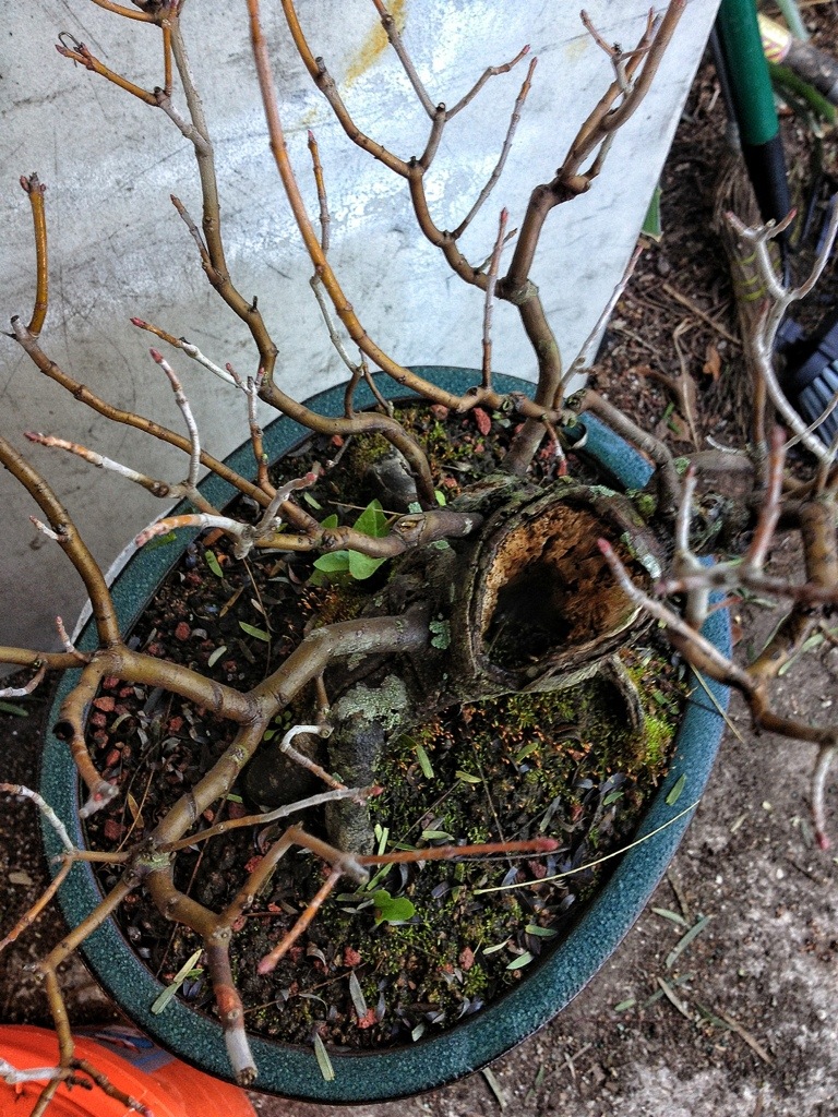 Red Maple Rebuild and Repot – Adam's Art and Bonsai Blog