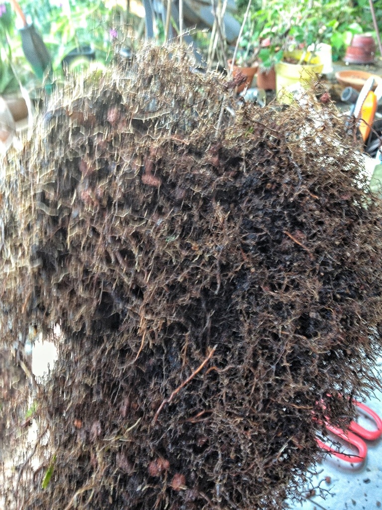 Red Maple Rebuild and Repot – Adam's Art and Bonsai Blog