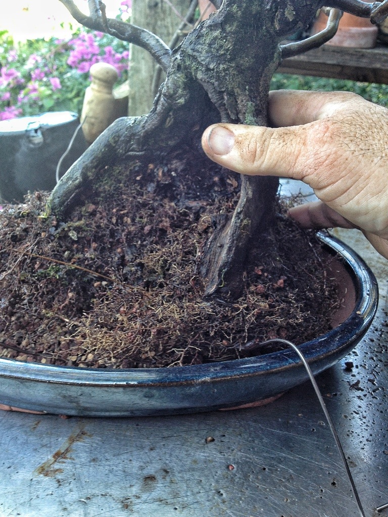 Red Maple Rebuild and Repot – Adam's Art and Bonsai Blog