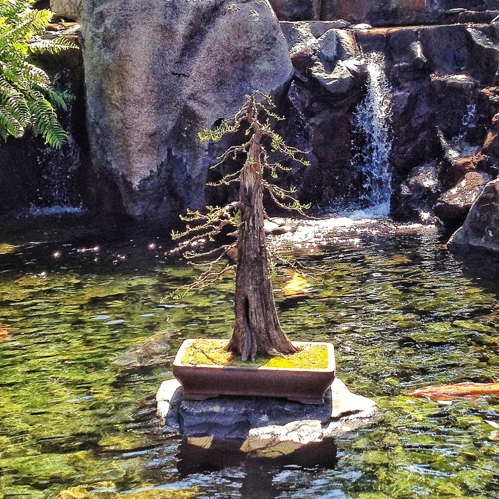 The trees of the 2013 Epcot Flower and Garden show – Adam's Art and ...