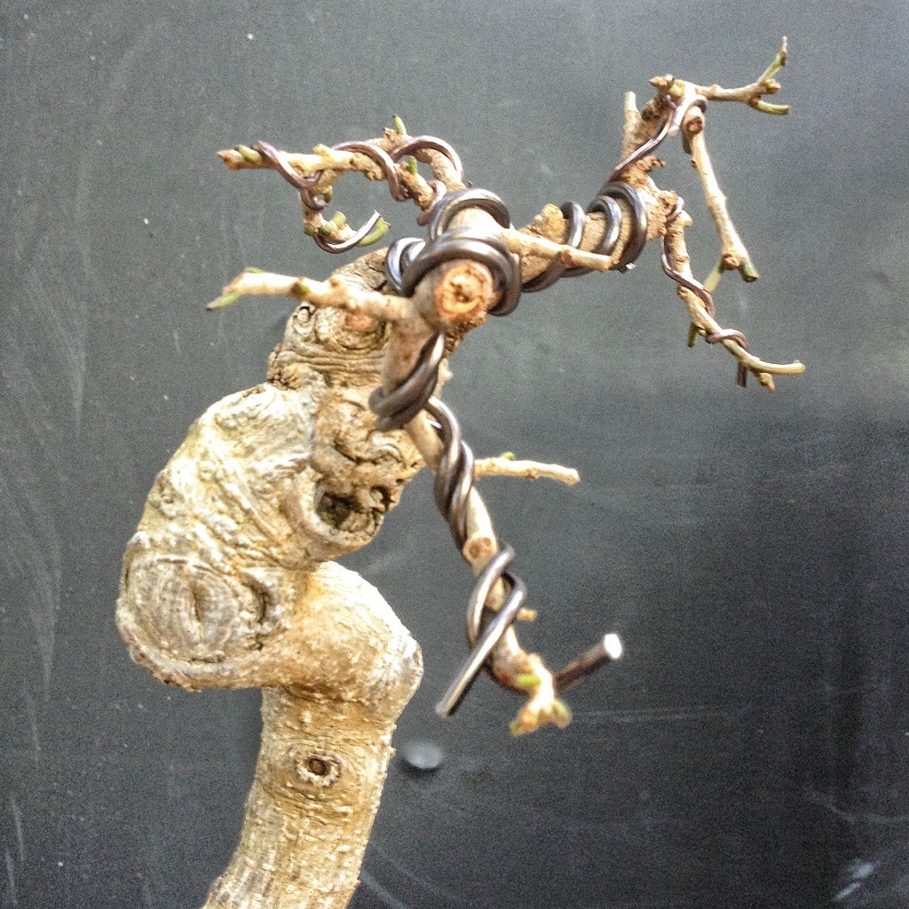 Ficus triangularis, awwww, it’s a sweetheart bonsai tree – Adam's Art ...