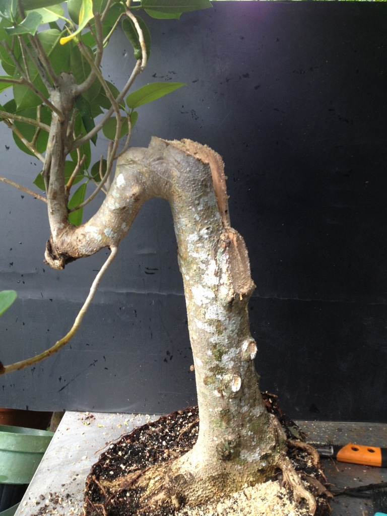 Strangler fig bonsai?! Say what?! – Adam's Art and Bonsai Blog