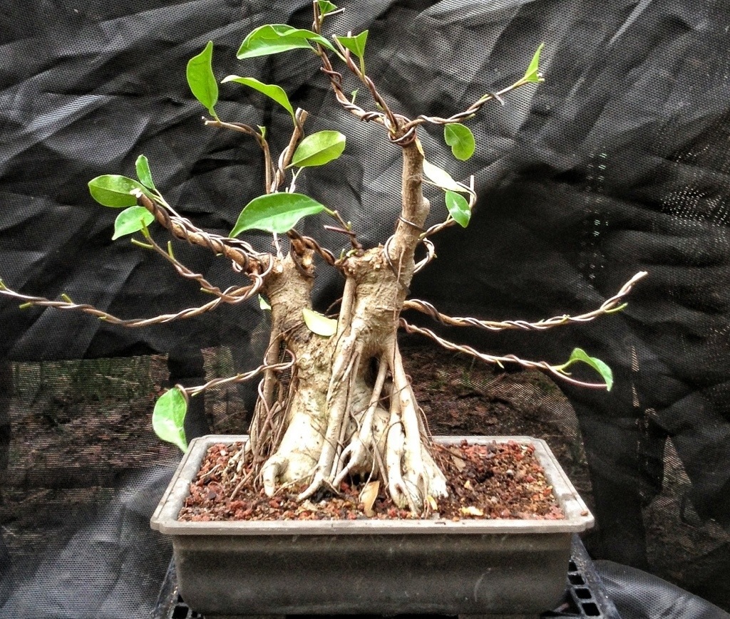 Two ficus, two hornbeam, three updates. And after all that, a couple of ...