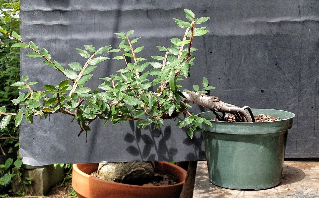 Elm root cuttings part 2 – Adam's Art and Bonsai Blog