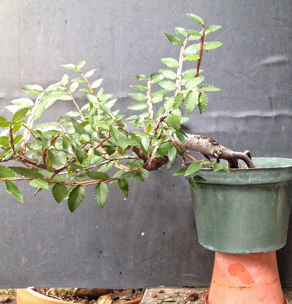 Elm root cuttings part 2 – Adam's Art and Bonsai Blog