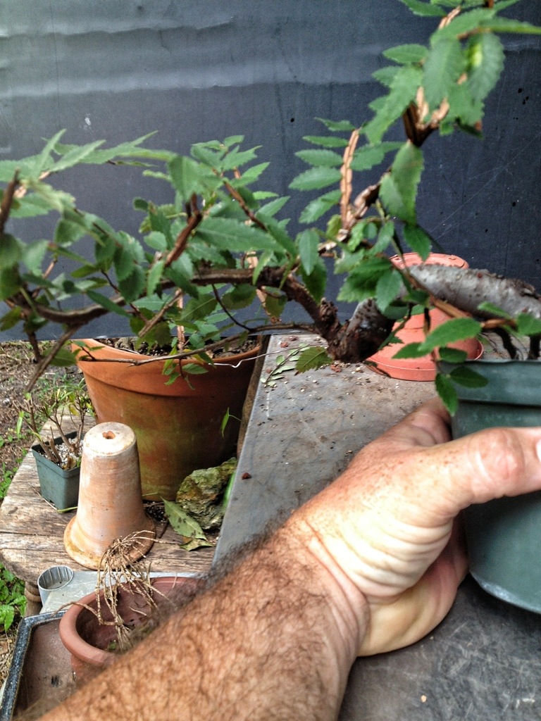 Elm root cuttings part 2 – Adam's Art and Bonsai Blog