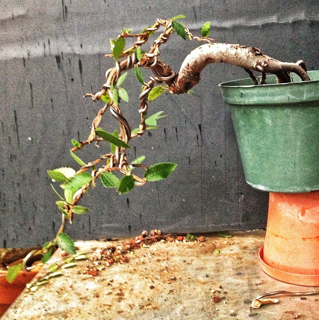 Elm root cuttings part 2 – Adam's Art and Bonsai Blog