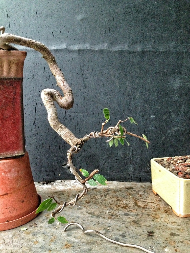 Elm root cuttings part 2 – Adam's Art and Bonsai Blog