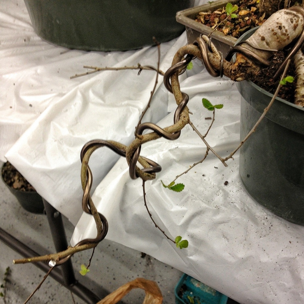 Elm root cuttings part 2 – Adam's Art and Bonsai Blog