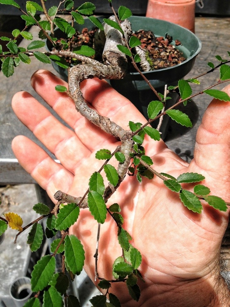 Elm root cuttings part 2 – Adam's Art and Bonsai Blog
