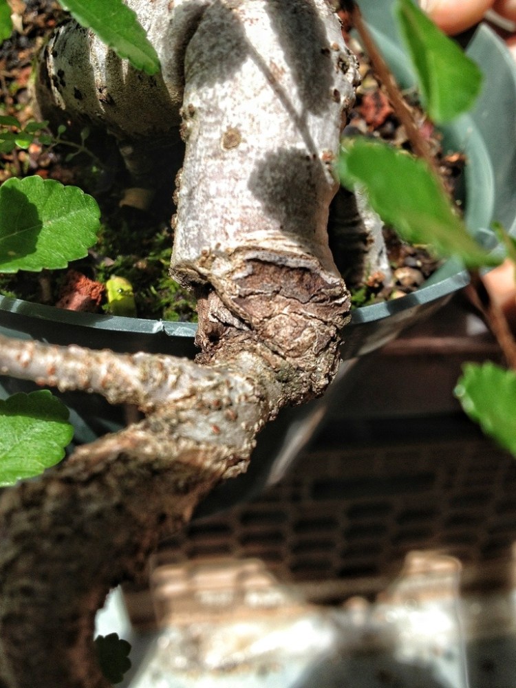 Elm root cuttings part 2 – Adam's Art and Bonsai Blog
