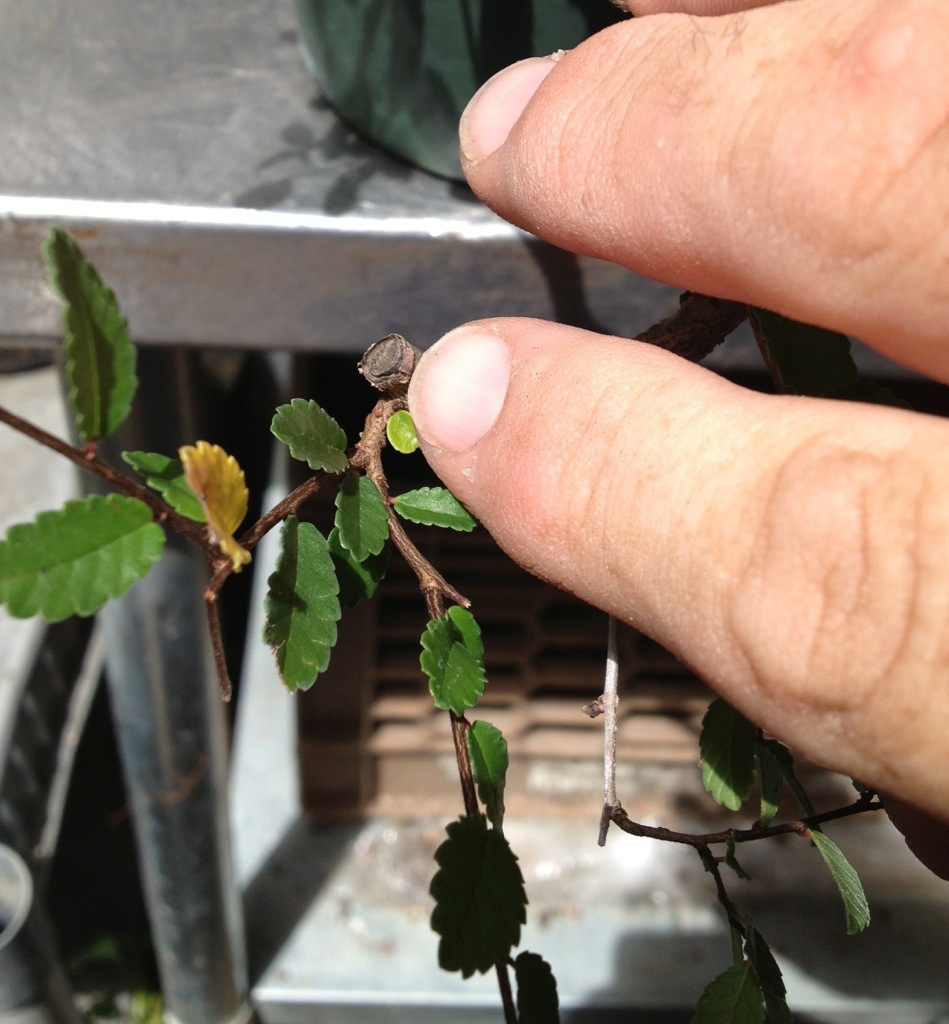 Elm root cuttings part 2 – Adam's Art and Bonsai Blog