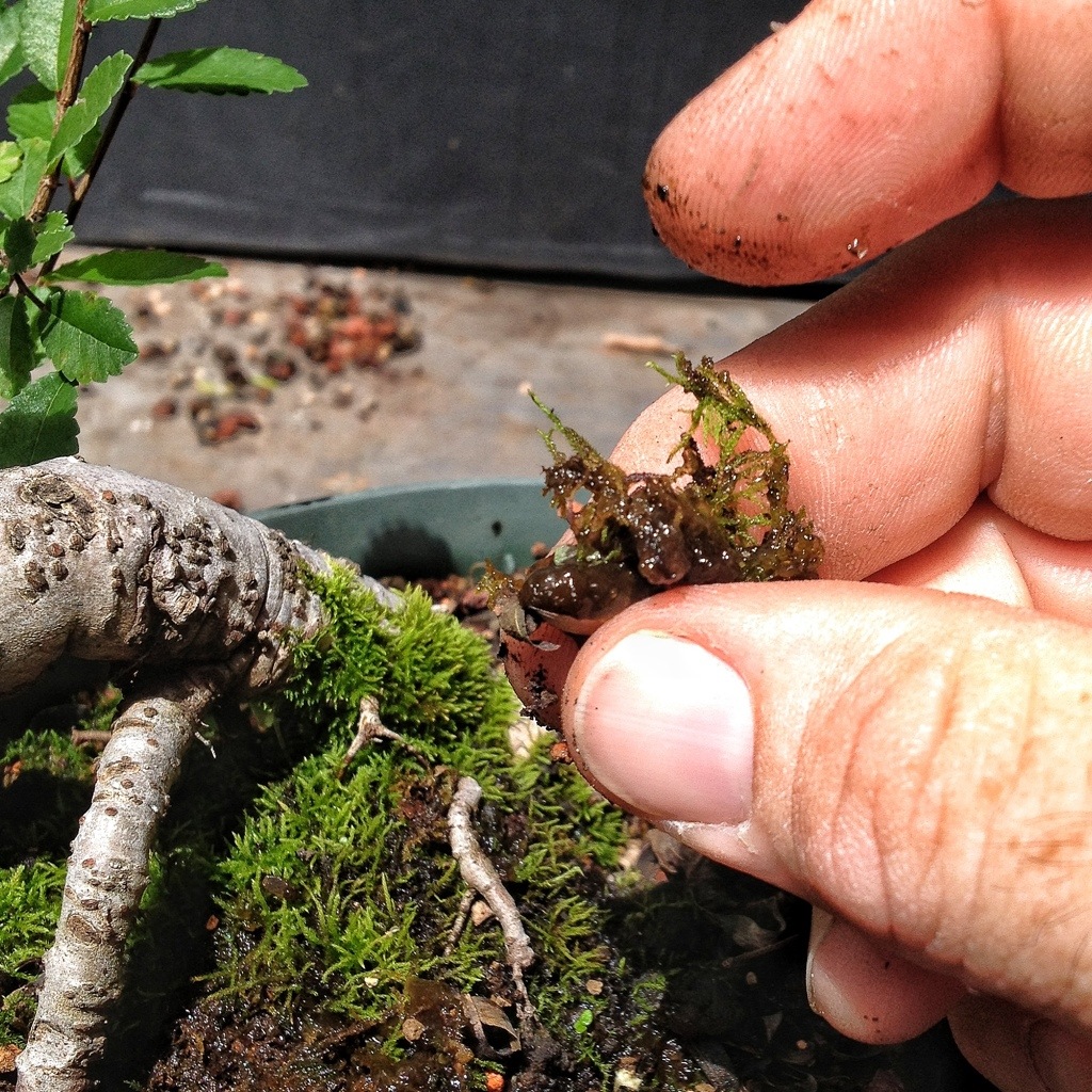 Elm root cuttings part 2 – Adam's Art and Bonsai Blog