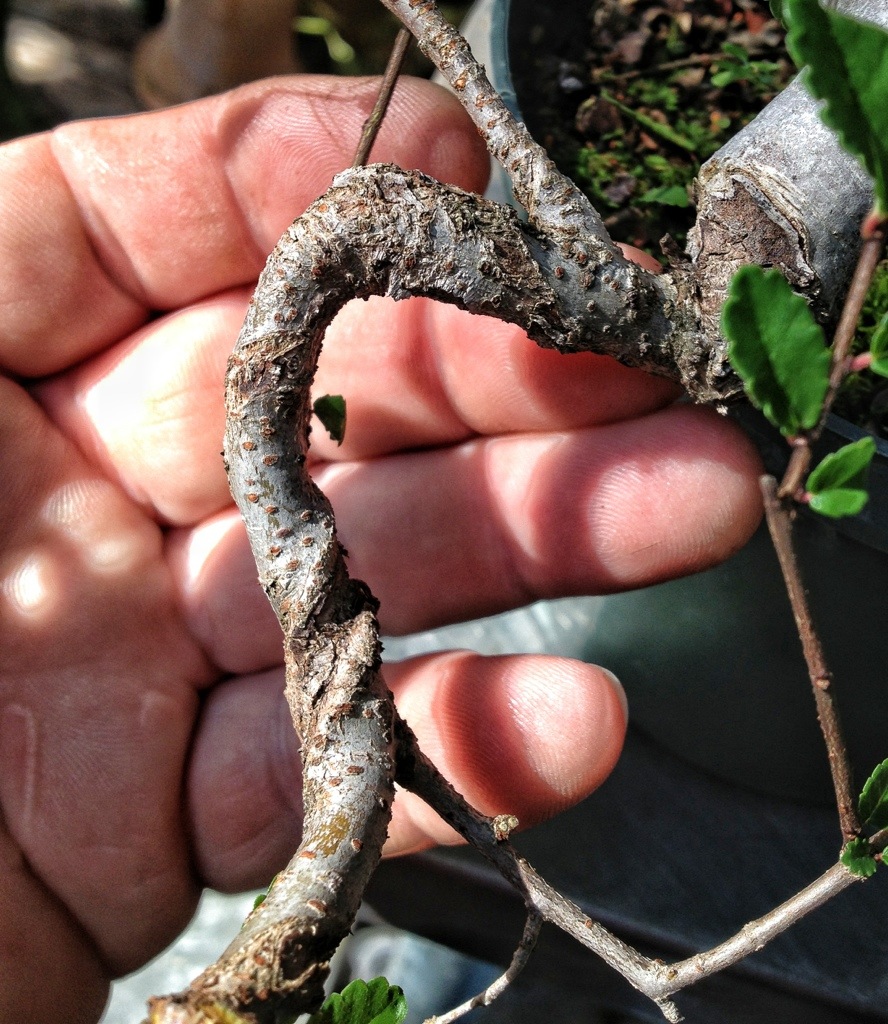 Elm root cuttings part 2 – Adam's Art and Bonsai Blog
