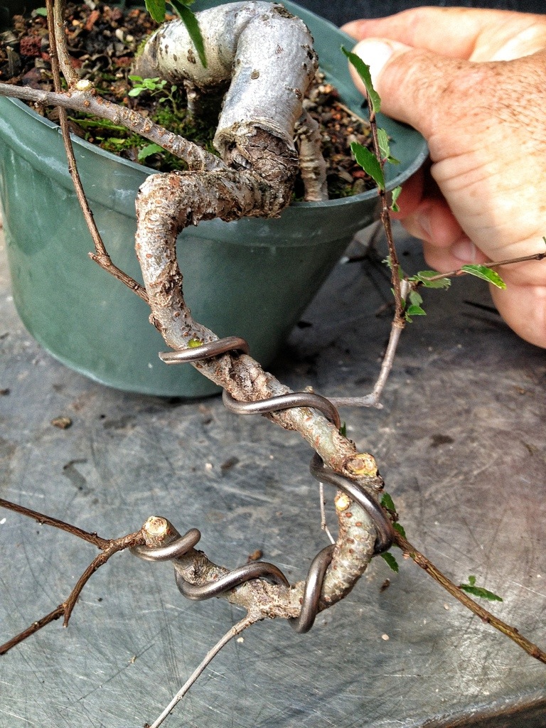 Elm root cuttings part 2 – Adam's Art and Bonsai Blog