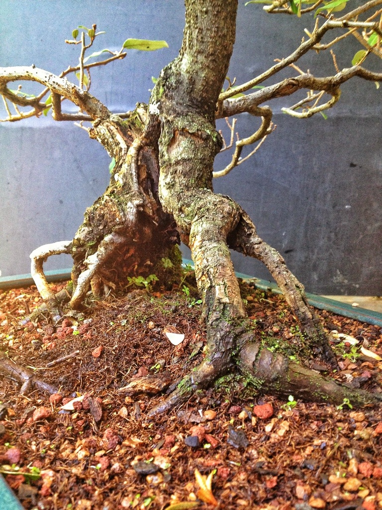 Old elæagnus pungens bonsai – Adam's Art and Bonsai Blog