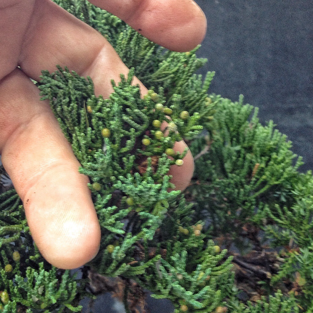 The advantage of starting with a better tree – Adam's Art and Bonsai Blog