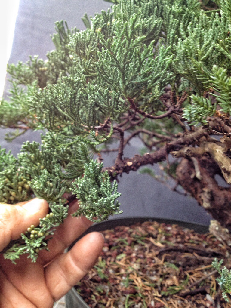 The advantage of starting with a better tree – Adam's Art and Bonsai Blog