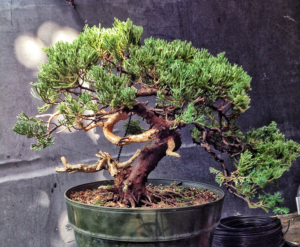 The advantage of starting with a better tree – Adam's Art and Bonsai Blog