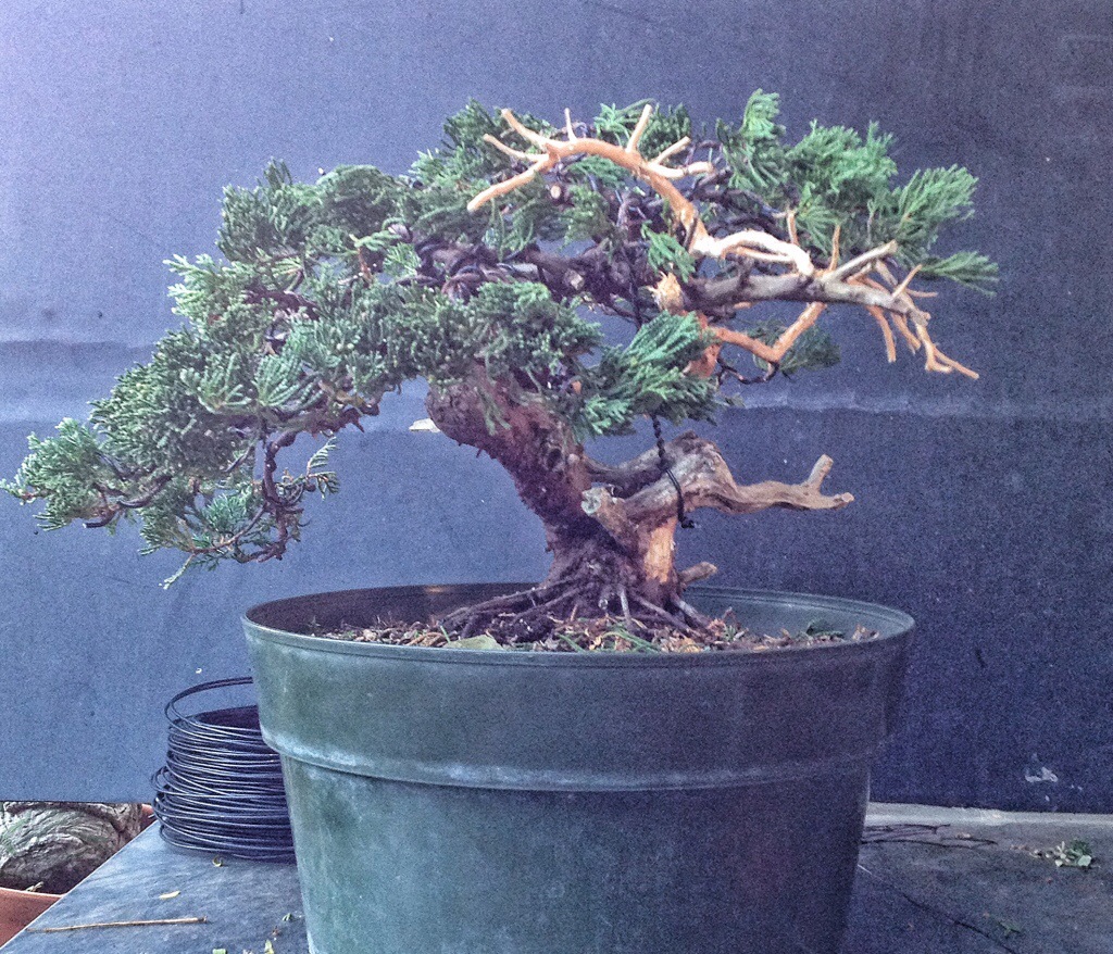 The advantage of starting with a better tree – Adam's Art and Bonsai Blog