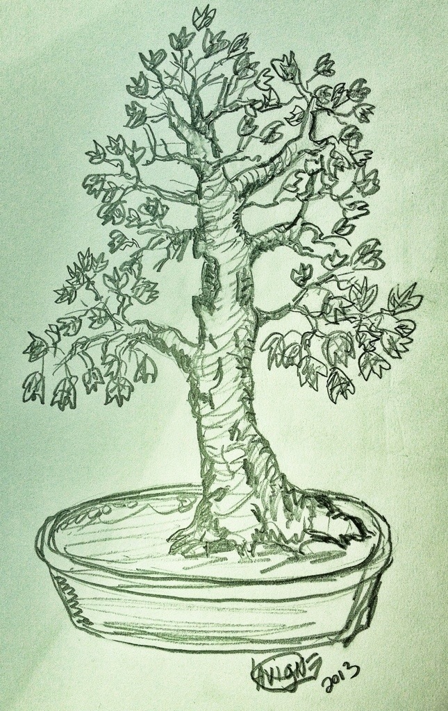 Trident maple project: round two – Adam's Art and Bonsai Blog