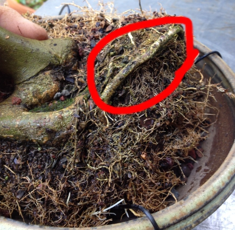 Bunjin Brazilian Raintree – Adam's Art and Bonsai Blog