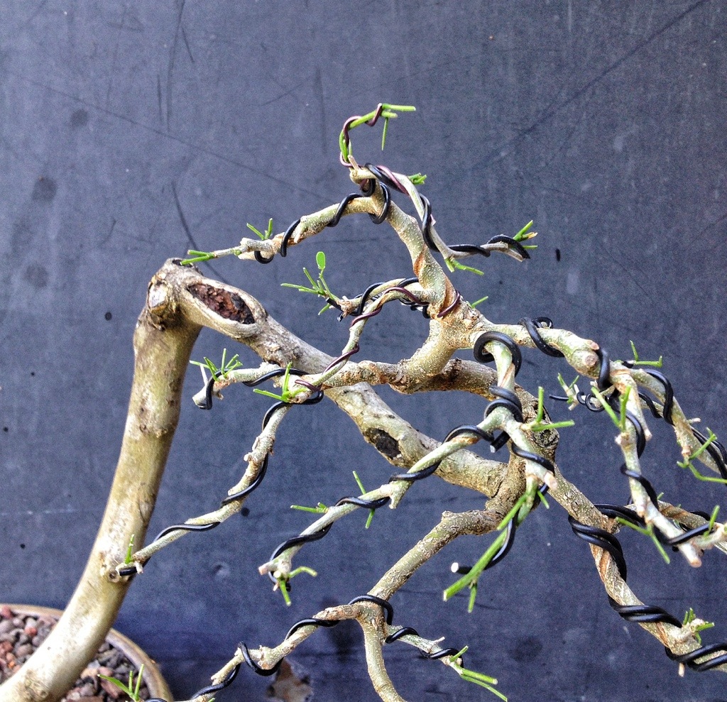 Bunjin Brazilian Raintree – Adam's Art and Bonsai Blog