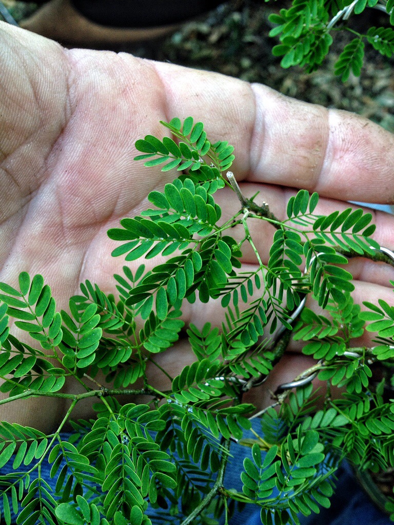 Juniper vs. Brazilian Raintree – Adam's Art and Bonsai Blog