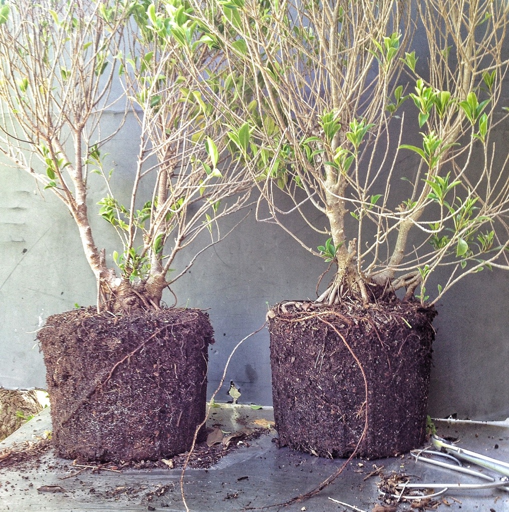 Here’s a new one, a dwarf variety ficus microcarpa – Adam's Art and ...