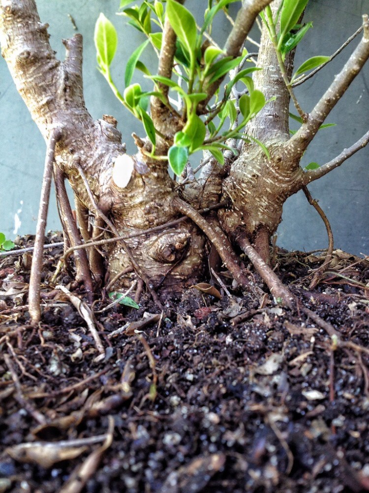 Here’s a new one, a dwarf variety ficus microcarpa – Adam's Art and ...