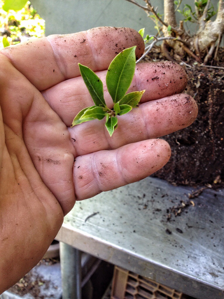 Here’s a new one, a dwarf variety ficus microcarpa – Adam's Art and ...