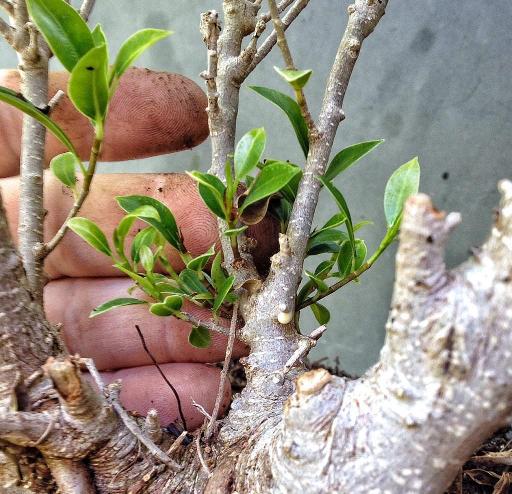 Here’s a new one, a dwarf variety ficus microcarpa – Adam's Art and ...
