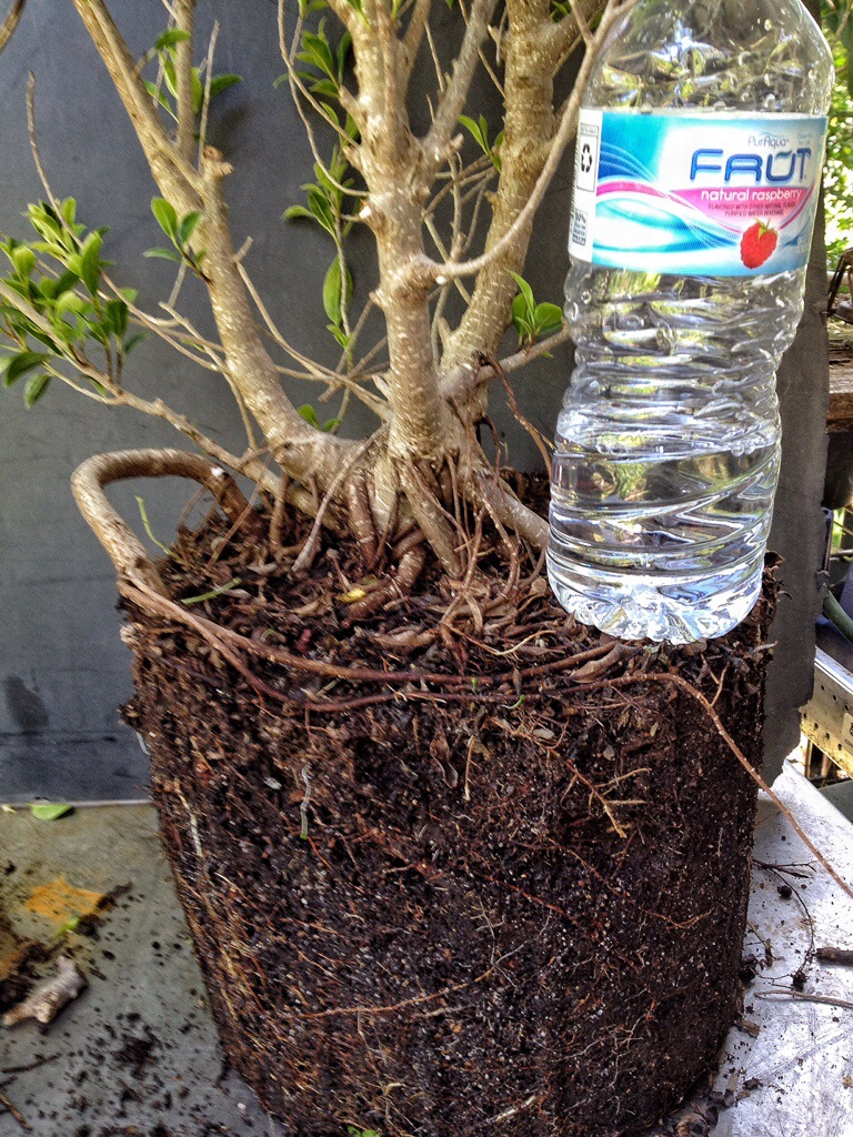 Here’s a new one, a dwarf variety ficus microcarpa – Adam's Art and ...