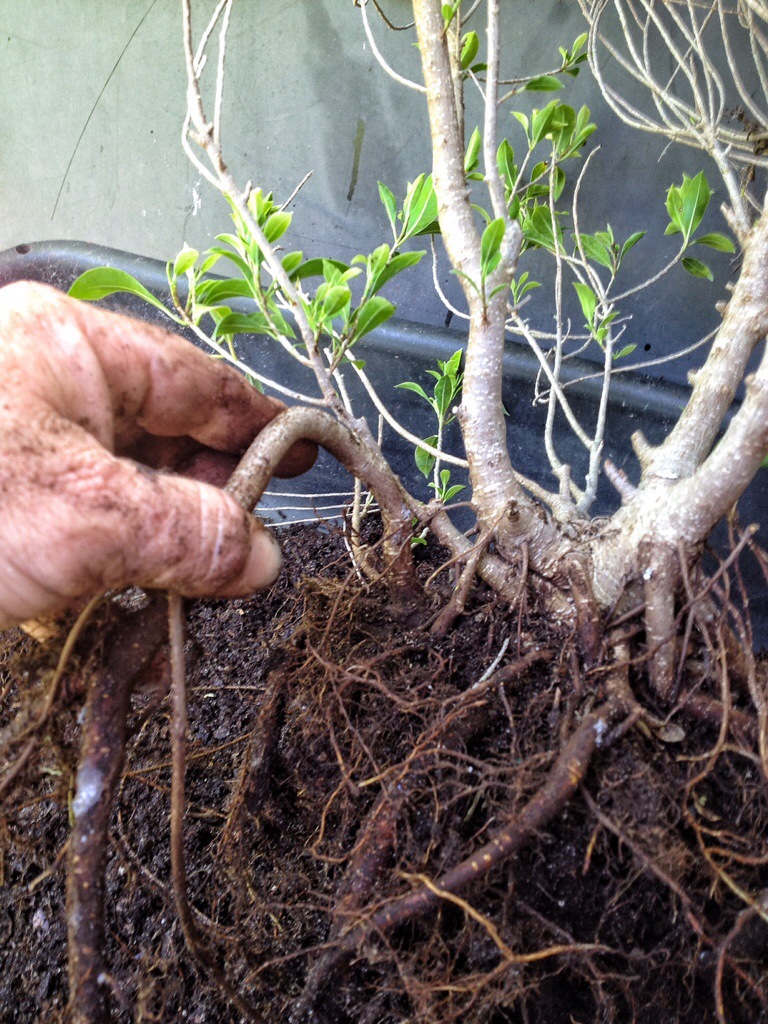 Here’s a new one, a dwarf variety ficus microcarpa – Adam's Art and ...