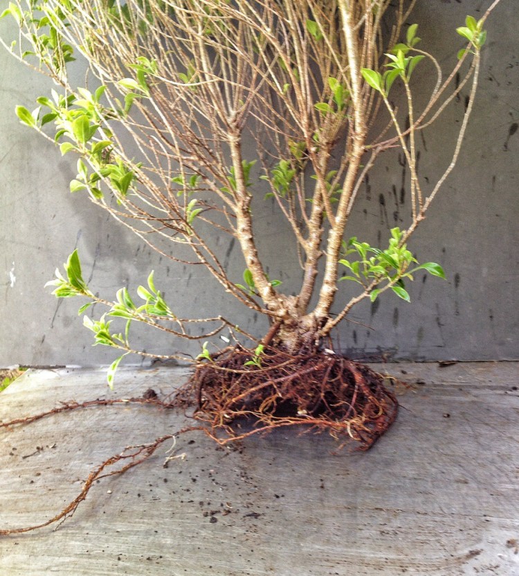 Here’s a new one, a dwarf variety ficus microcarpa – Adam's Art and ...