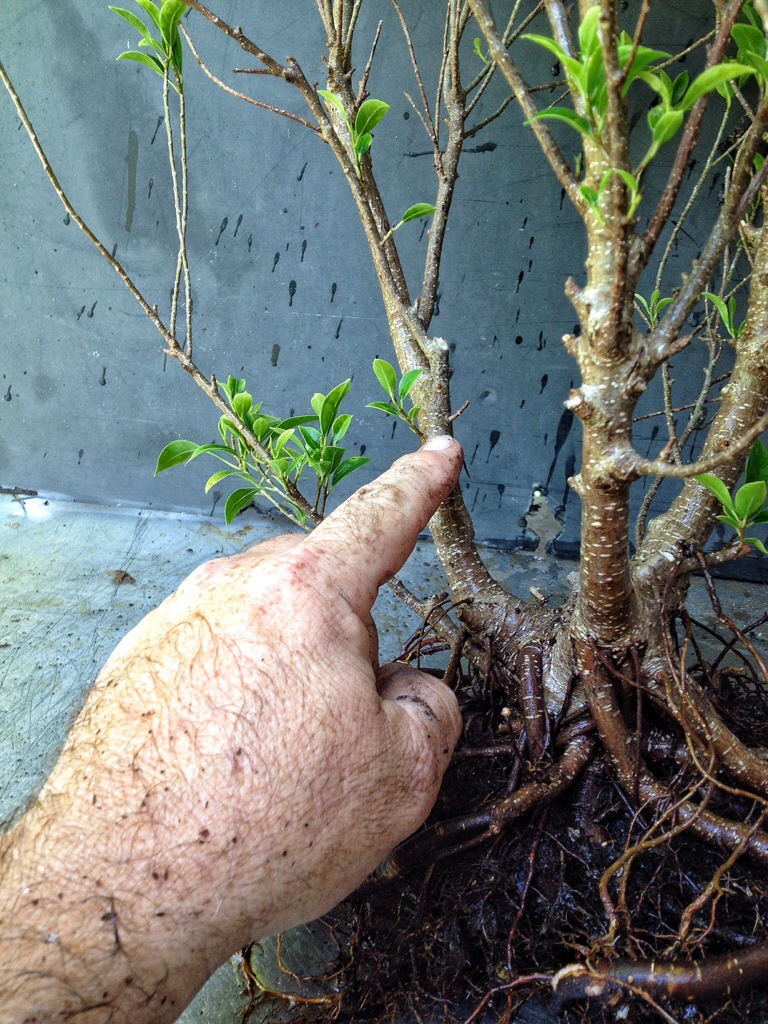 Here’s a new one, a dwarf variety ficus microcarpa – Adam's Art and ...